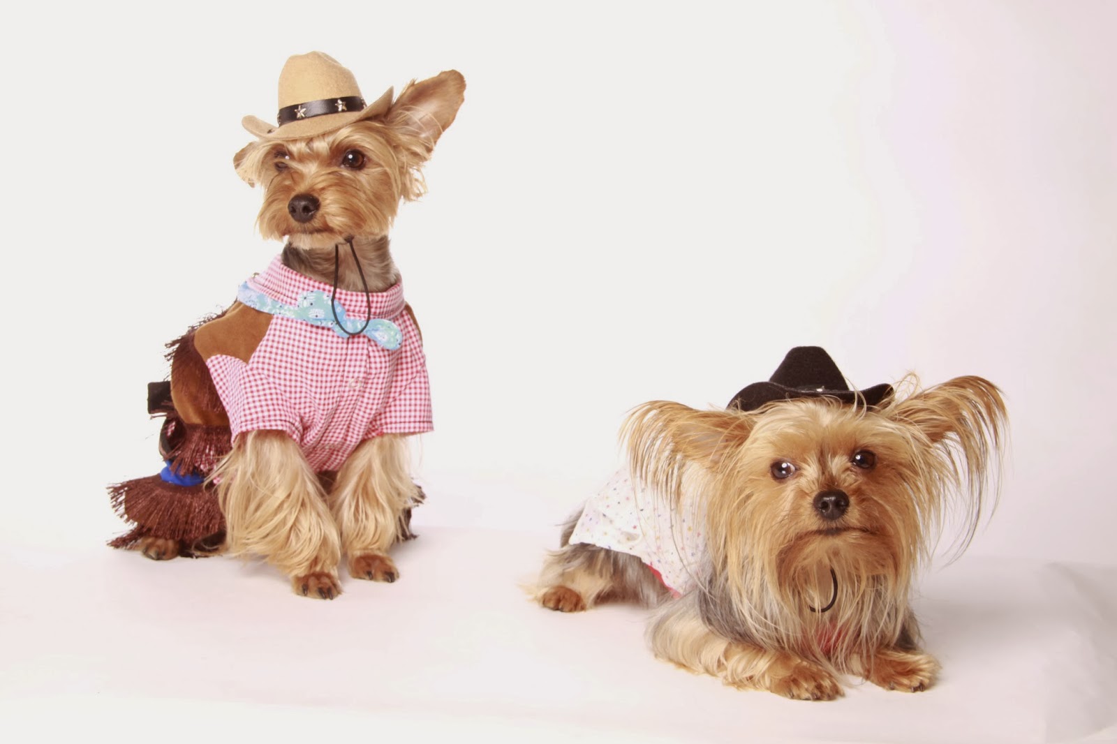 Wandering Chewy: It's a double western doggity birthday pawty...YEEHAW!