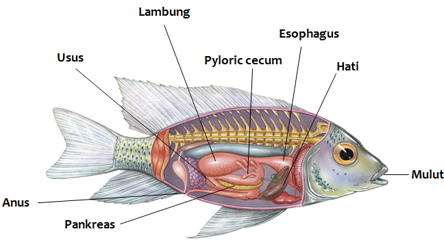 Sistem Pencernaan Pada Pisces - Biologi Edukasi: Belajar Sains Biologi