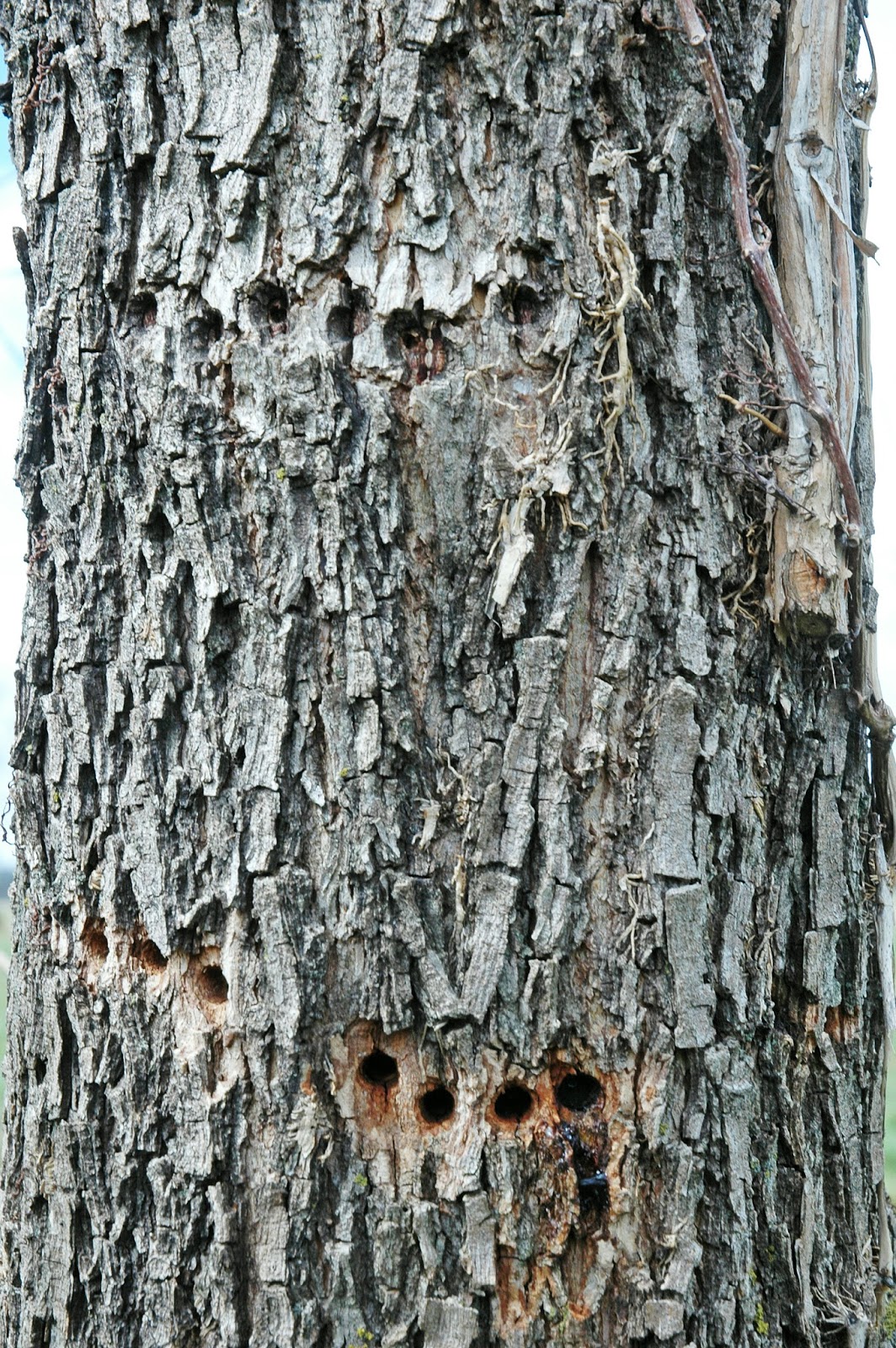 Northern Pecans: Sapsuckers have arrived