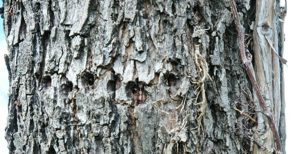 Northern Pecans: Sapsuckers have arrived