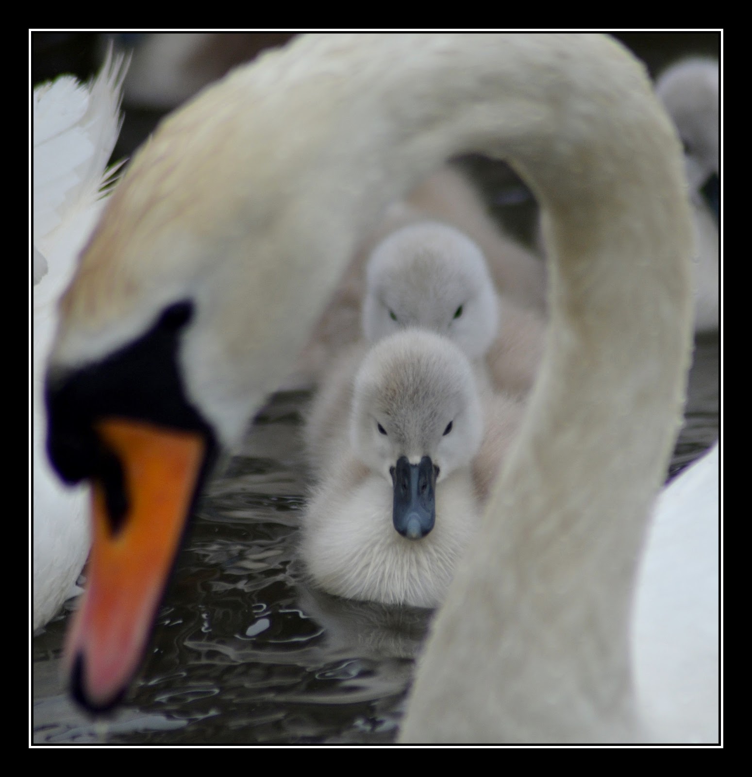 Carl Bovis Nature Photography: Abbotsbury Swannery...... Cute Cygnets ...