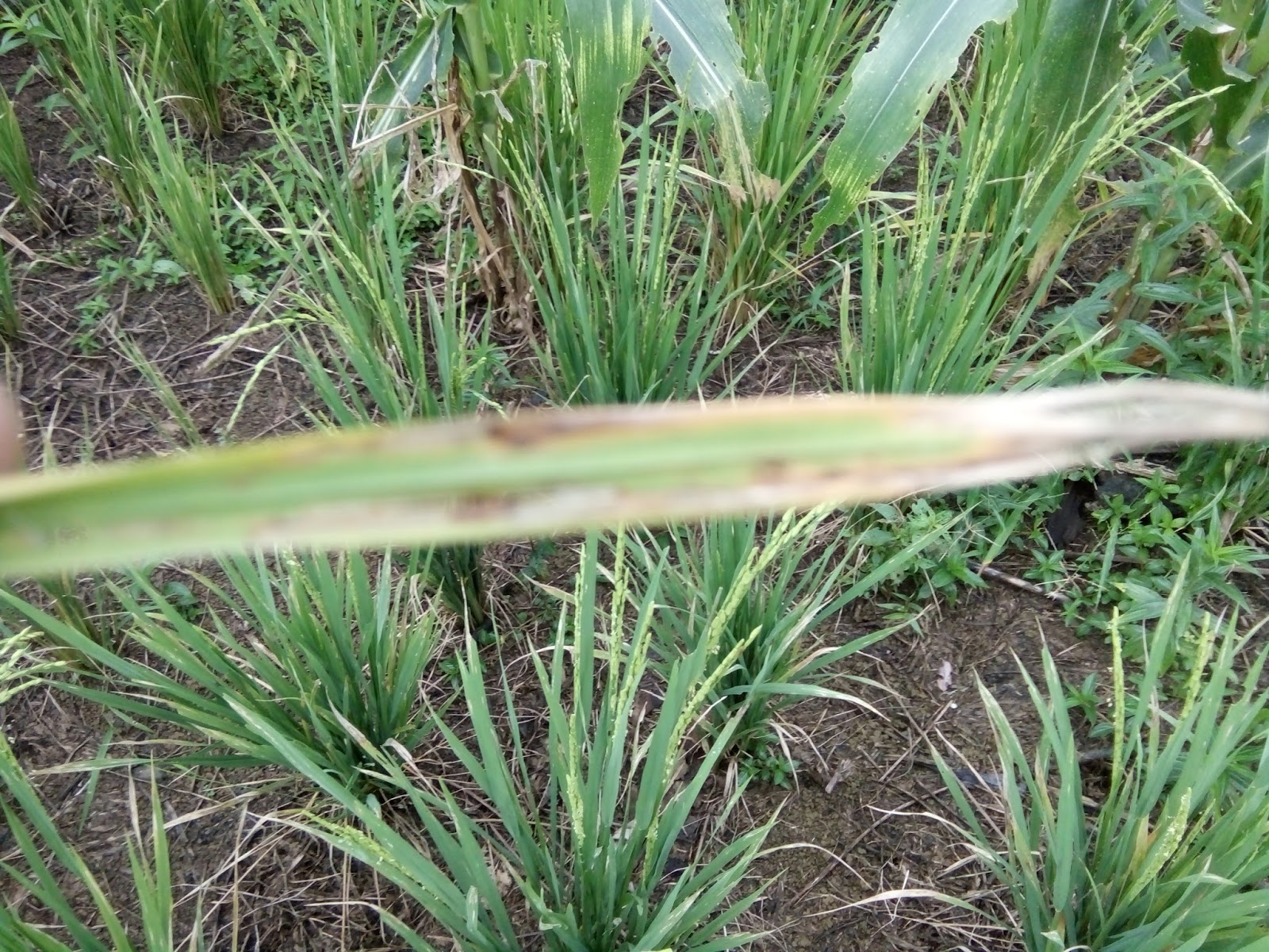 Penyakit Tungro (kuning) daun pada tanaman padi