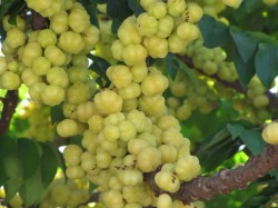 Paripoorna Paksiddhi : RAI AWLA CHI CHUTNEY (INDIAN GOOSEBERRY CHUTNEY)