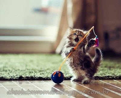 @bsoluta: As imagens mais fofas da internet