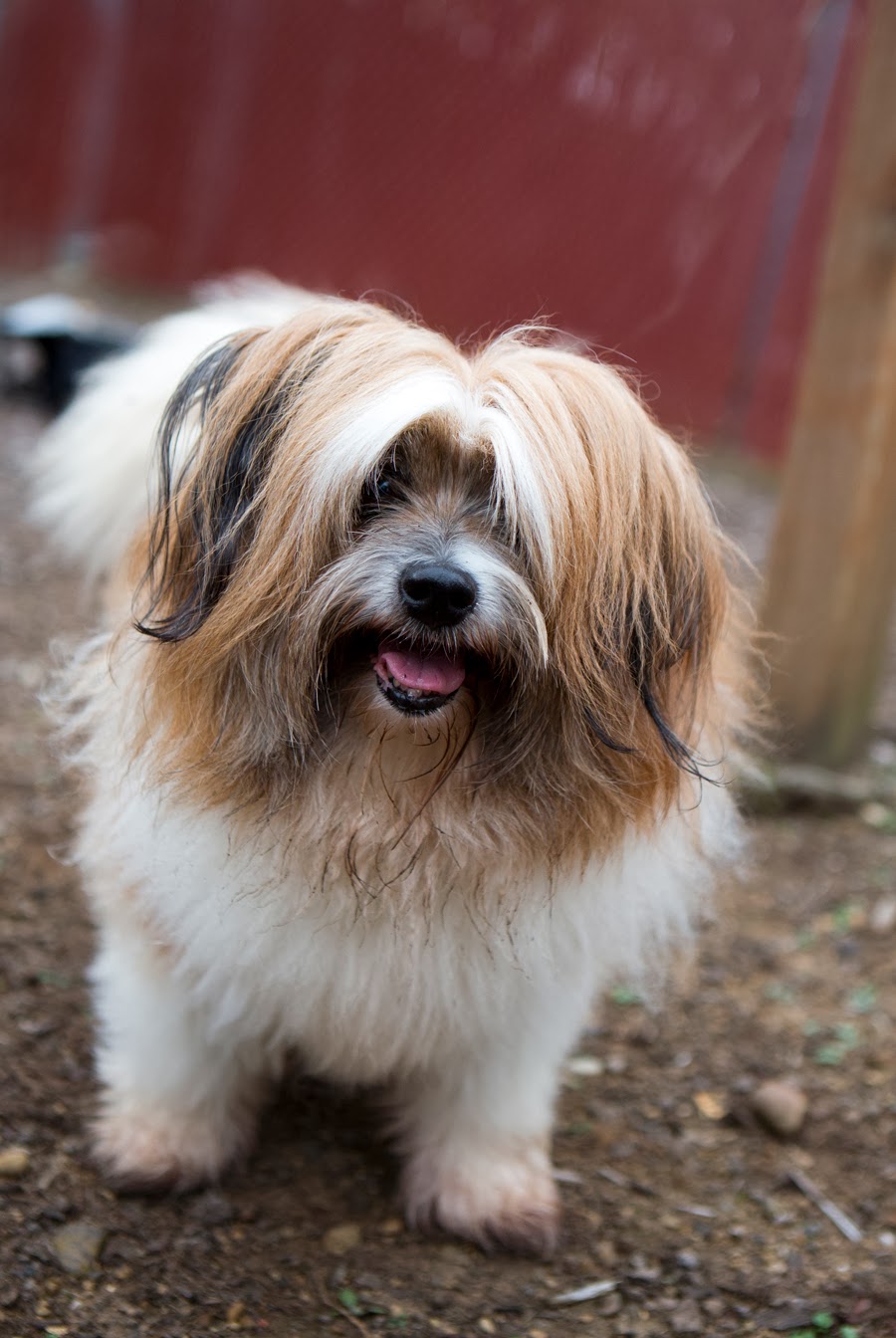 Shelter Dogs of Portland: "TINA" cheerful lhasa mix
