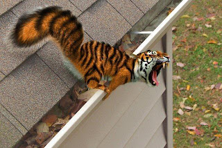 Comedy Plus: funny tiger.