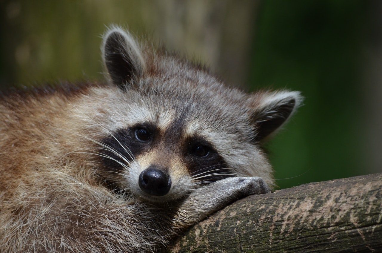 Alco Pest Control: Raccoon Removal in NJ