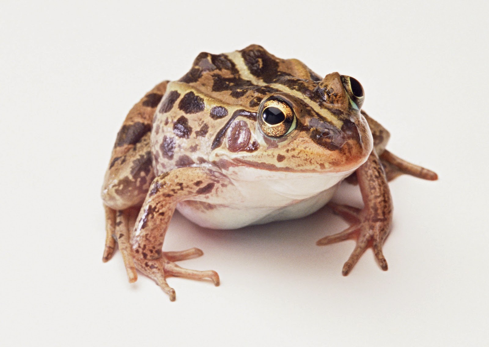 27 Stock Photo Gambar Katak High Resolution