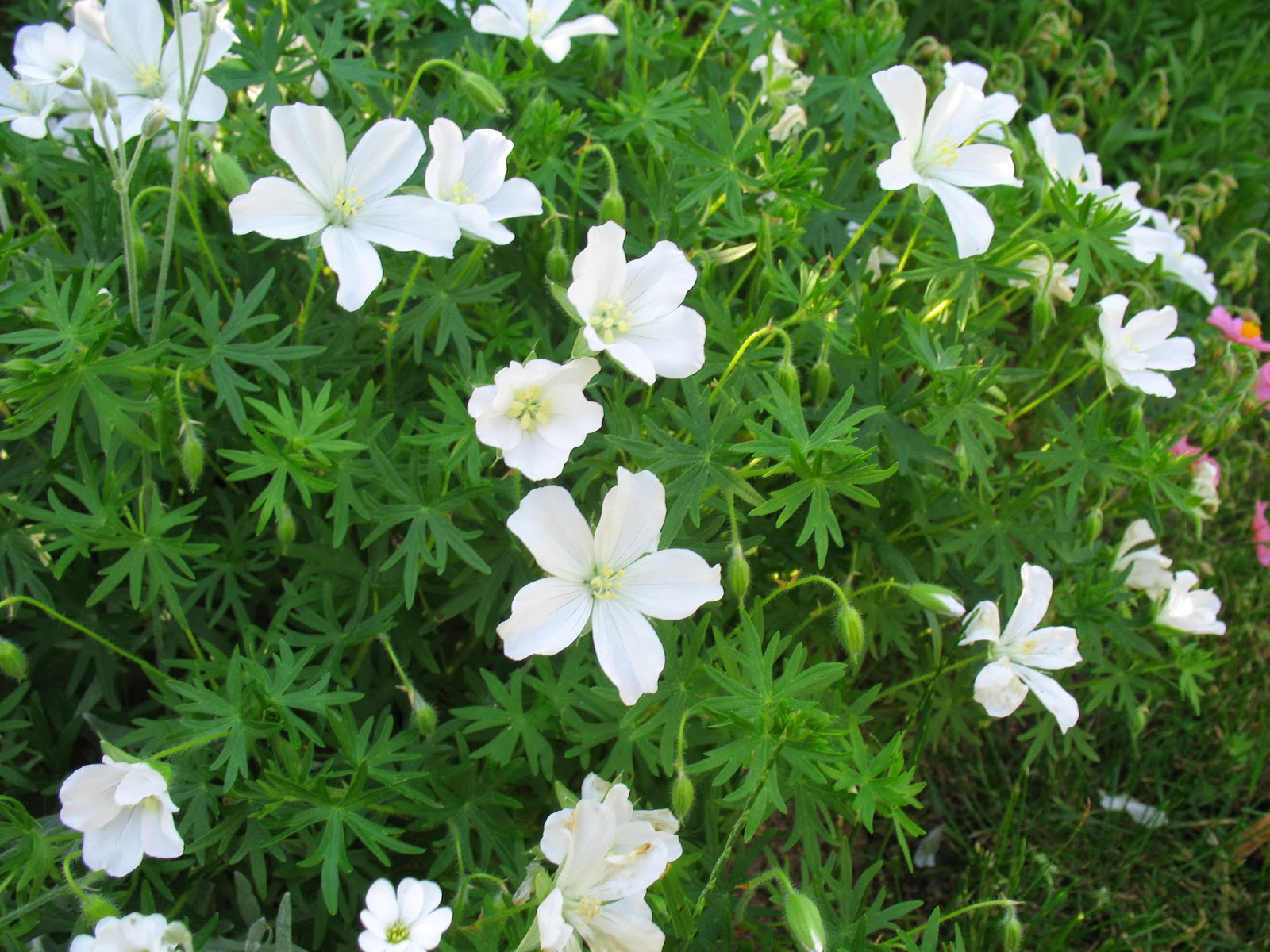 Roses du jardin Chêneland: Géranium sanguineum "Album"