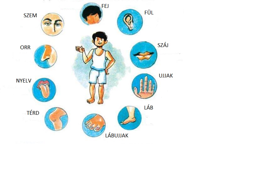 Játszik a család! : Testrészek