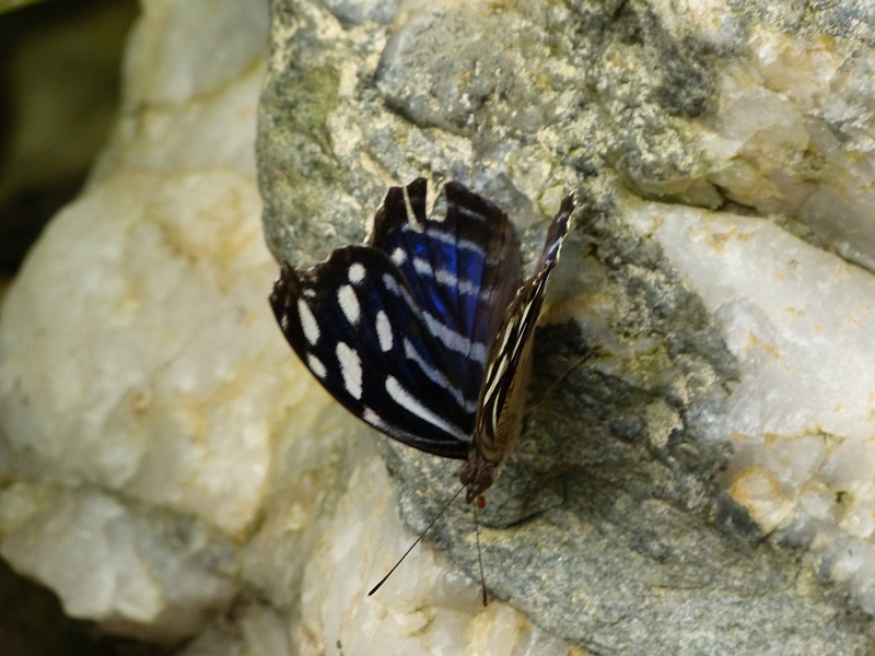 Butterfly Notes: Butterfly and Insect World, Edinburgh