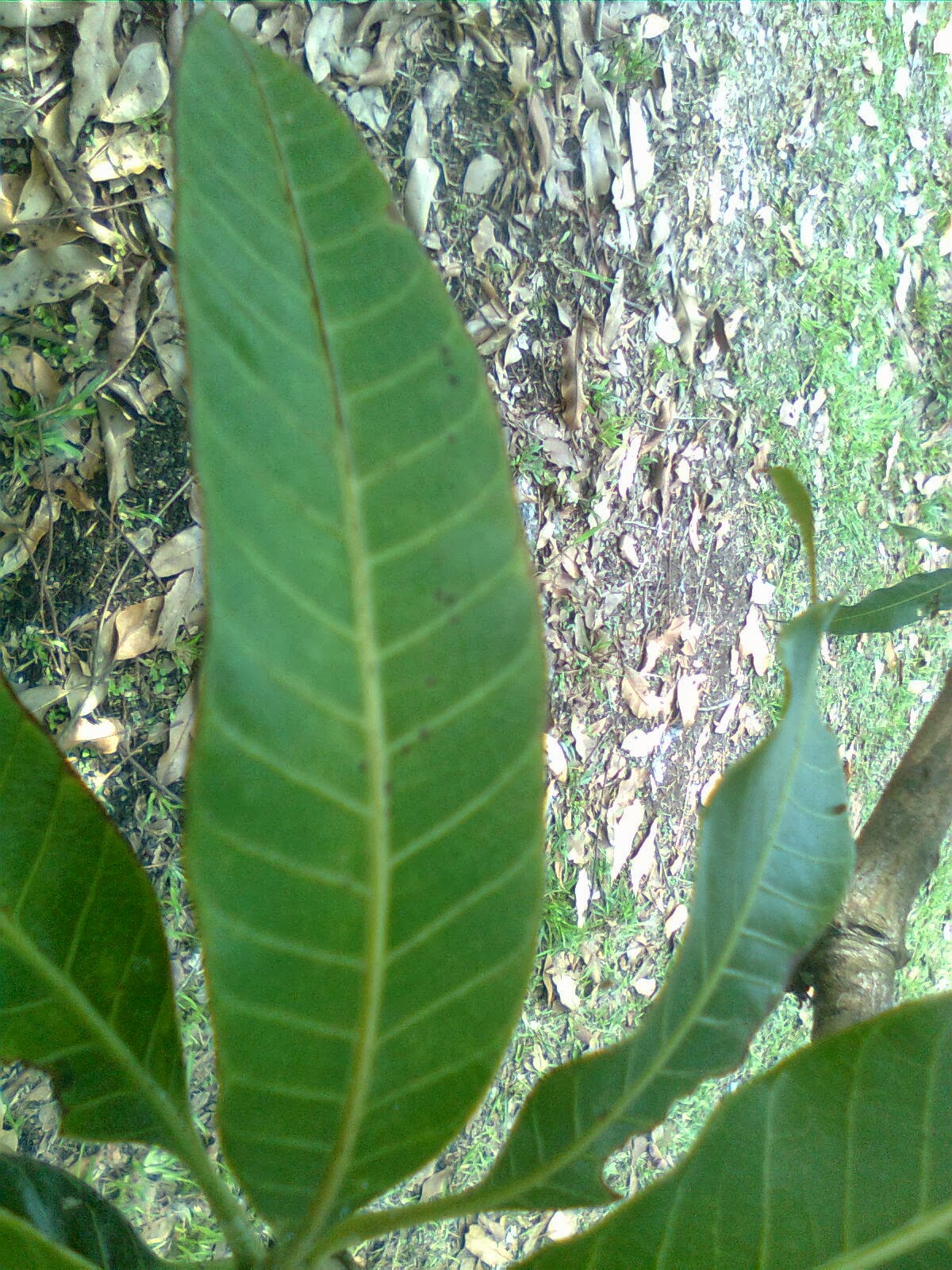 Dunia Tumbuhan: Bangun Daun