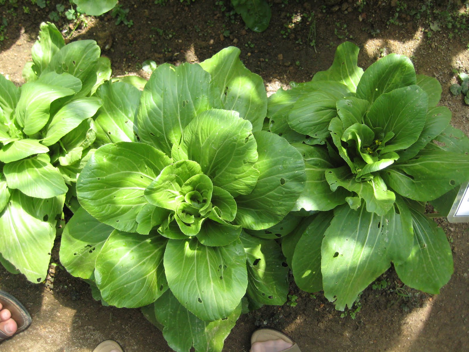 kembojaputih: Sayur Besar