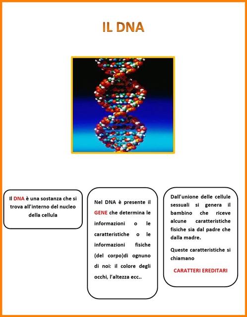 La classe della Maestra Conci: SCIENZE