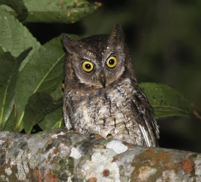 Species New to Science: [Ornithology • 2013] Otus jolandae | Rinjani ...