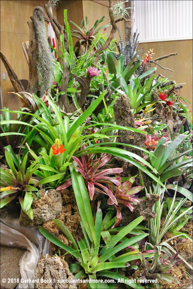 Bodacious bromeliads at Sacramento Bromeliad Society show