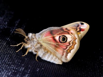 Jack's ALS Journey: The Emperor Moth