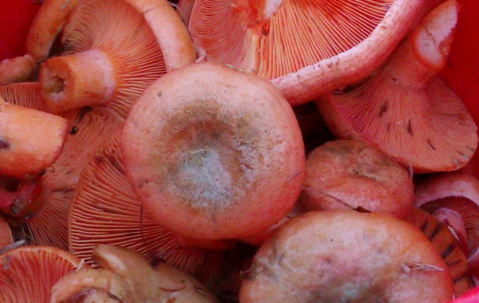 Eesti Toit. Reisid ja Raamatud: Marineeritud riisikad