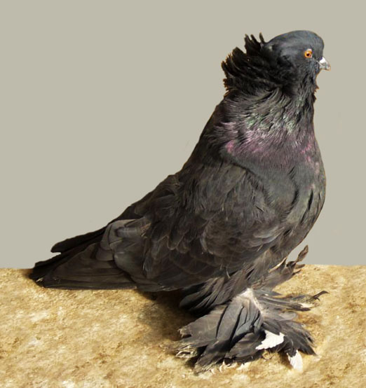 Hungarian Giant Pigeon | BD PIGEONS