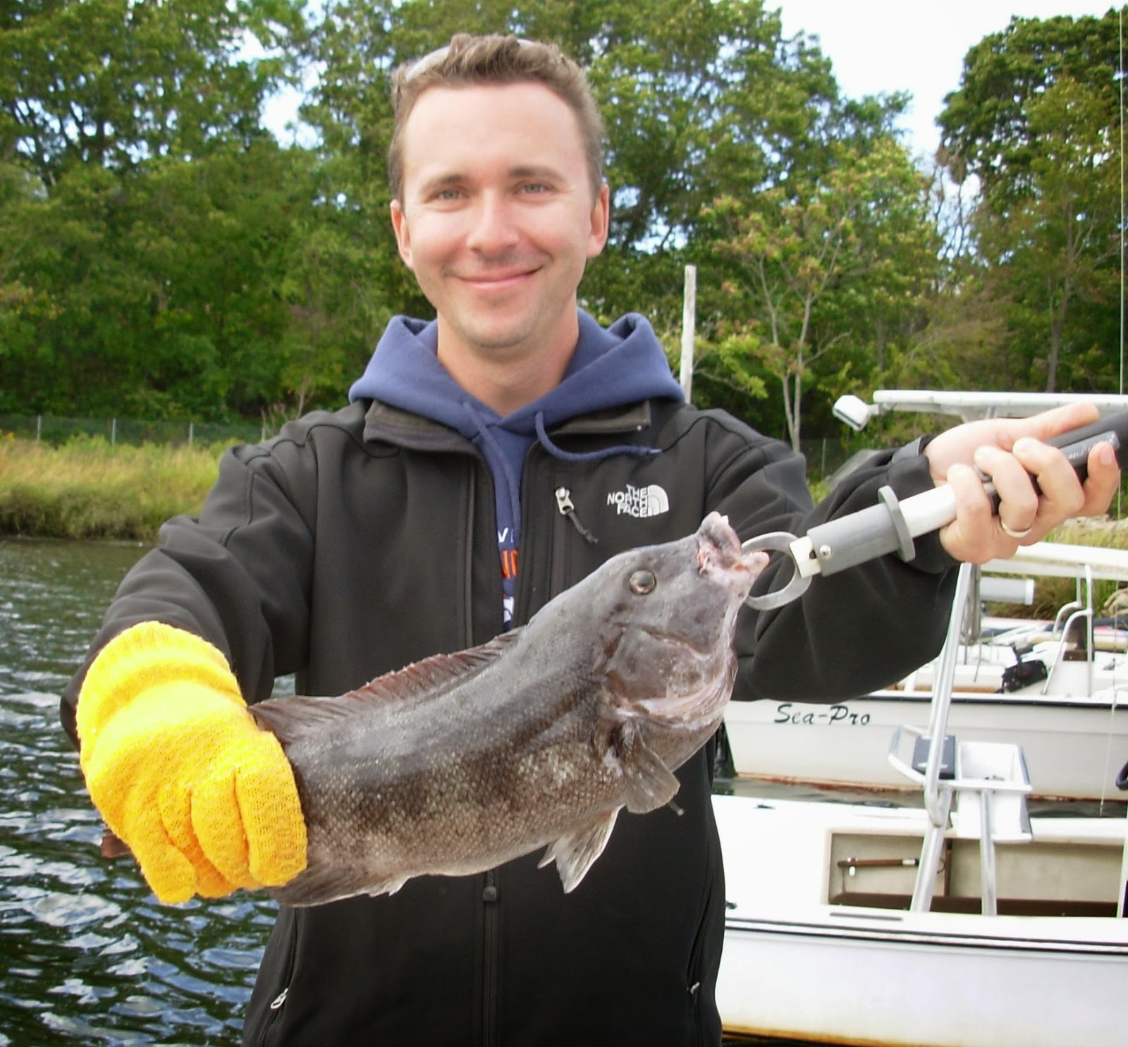 no fluke fishing: Tug of war season on with tautog