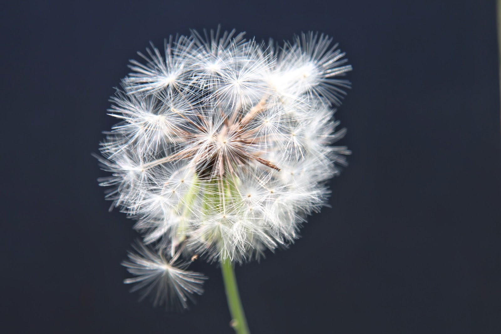 Art of the Day: Anatomy of a Dandelion