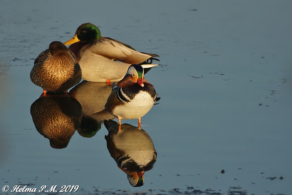 Helma's natuurfoto's: Mandarijneend - Aix galericulata..................