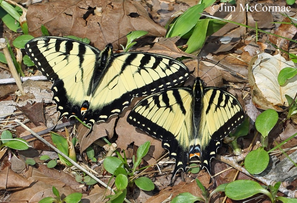 Ohio Birds and Biodiversity: Return of the butterflies
