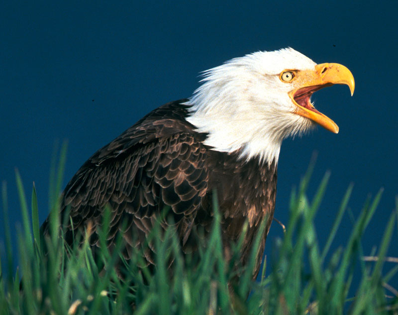 All About Wild Life Information: Eagle Info and Pictures