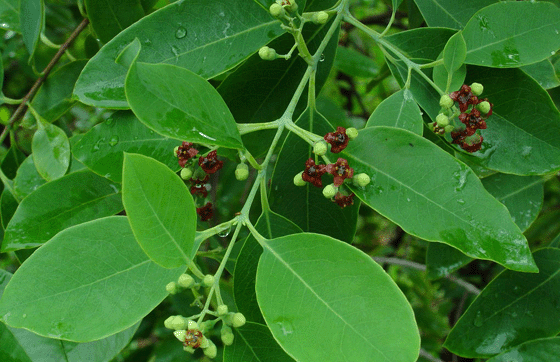 Flora dan Fauna Nusa Tenggara Timur - THE COLOUR OF INDONESIA