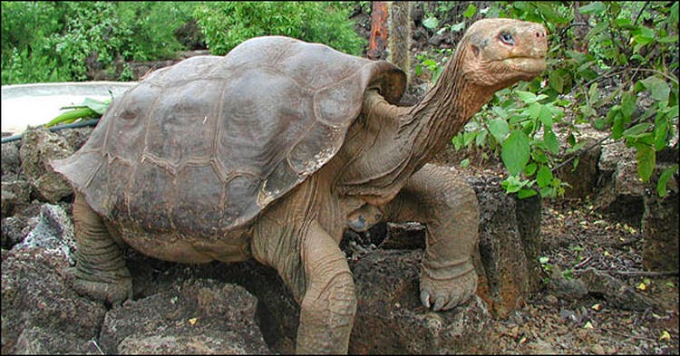 la tortuga george: La tortuga george