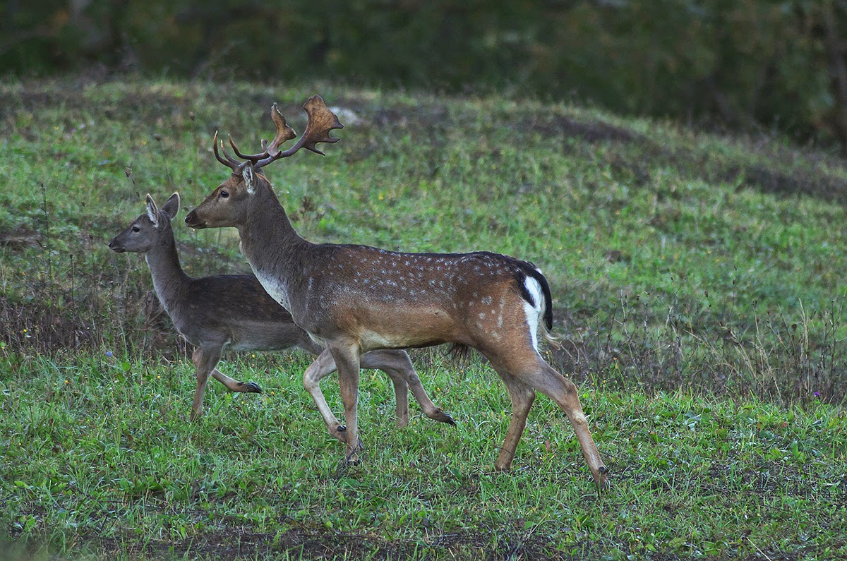Riserva Naturale Regionale e Oasi WWF dei Ghirardi: Il week end dei ...