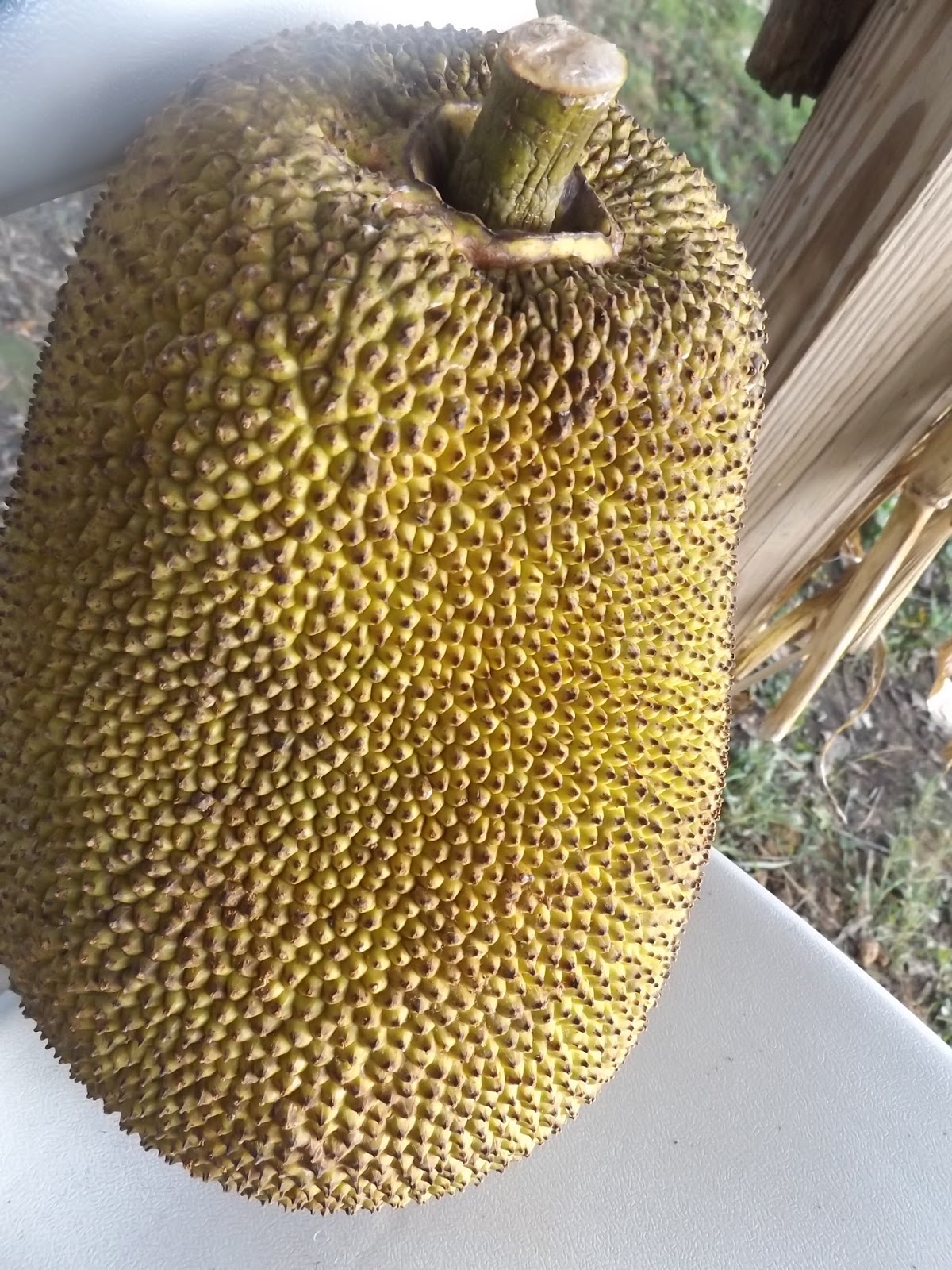 Vegans Living Off the Land: My first Jackfruit & How to ripen if you ...