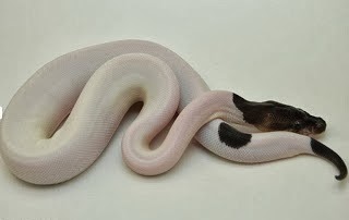 8 Types unique Snakes In The World