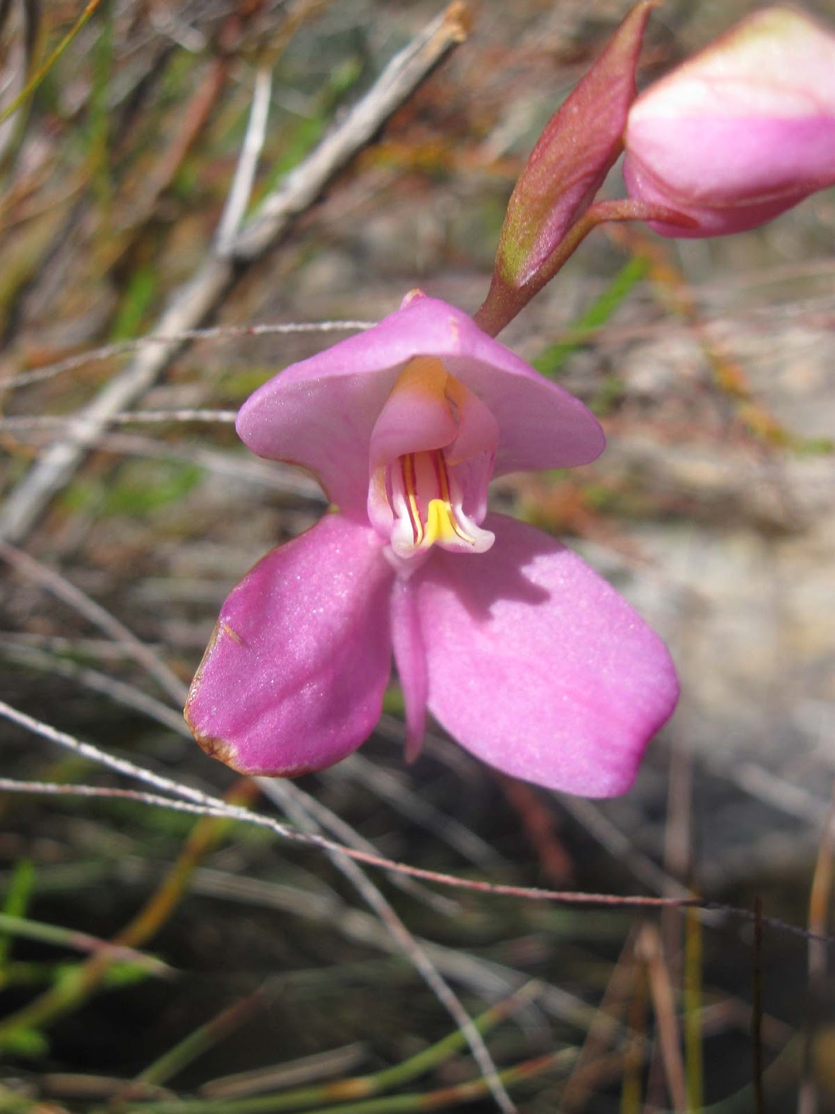Riversong flowers: Disa racemosa