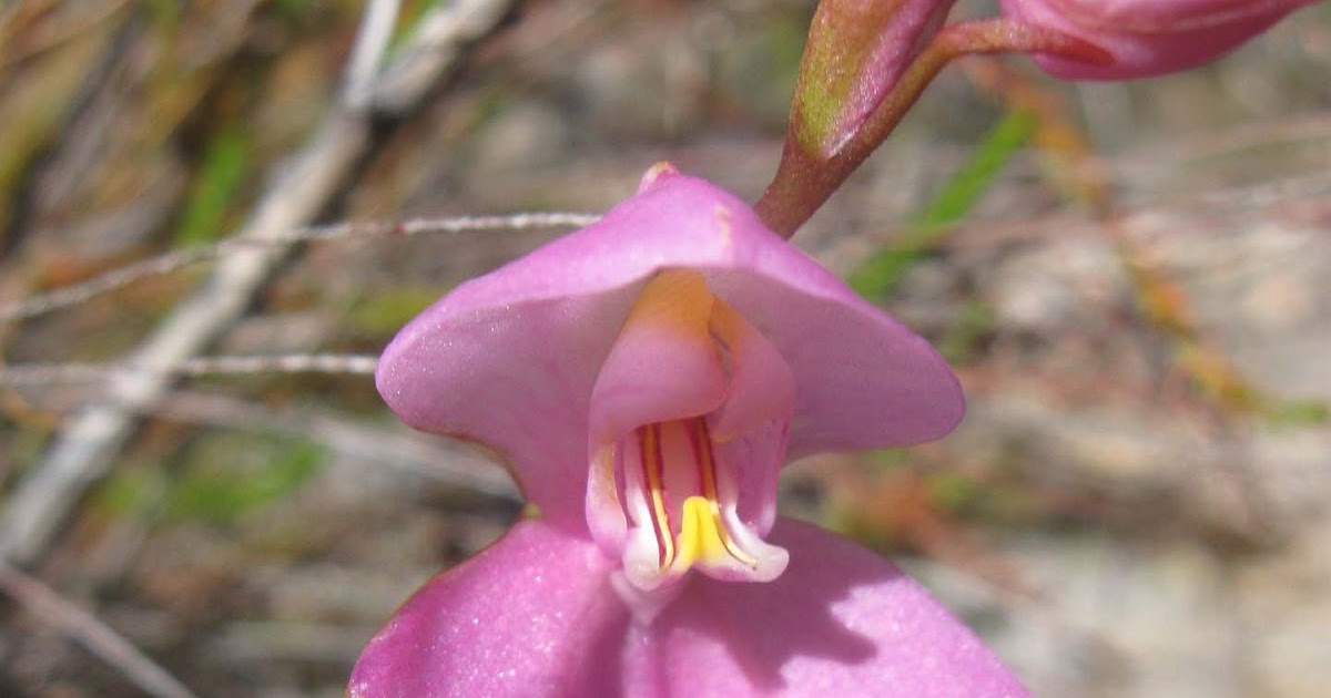 Riversong flowers: Disa racemosa