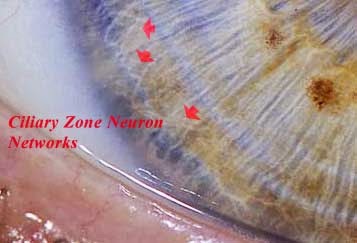 Modern & Multidimensional Iridology: Ciliary Zone Neuron Networks - c