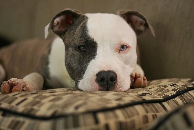 DogWorld: Γιατί οι Έλληνες διαλέγουν τα πιτ-μπουλ τα τελευταία χρόνια;