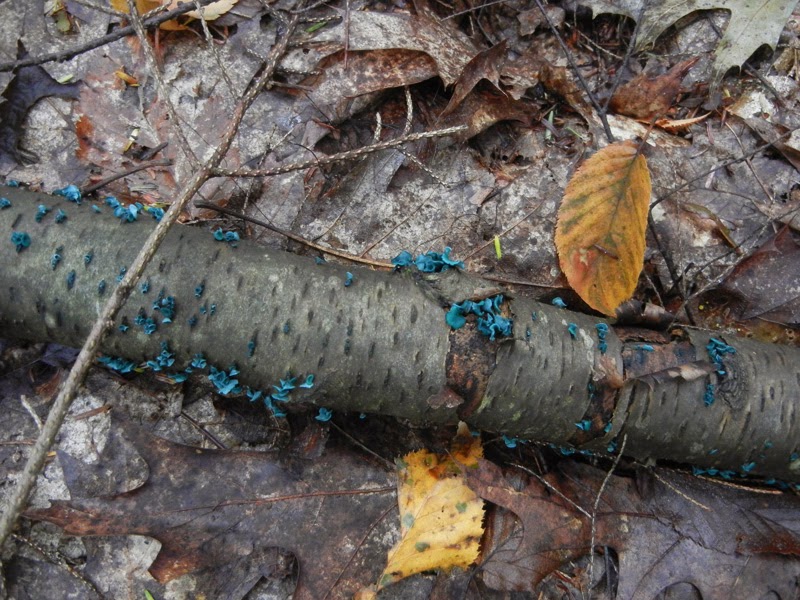 GranWood Explores: Russell, MA - Noble View