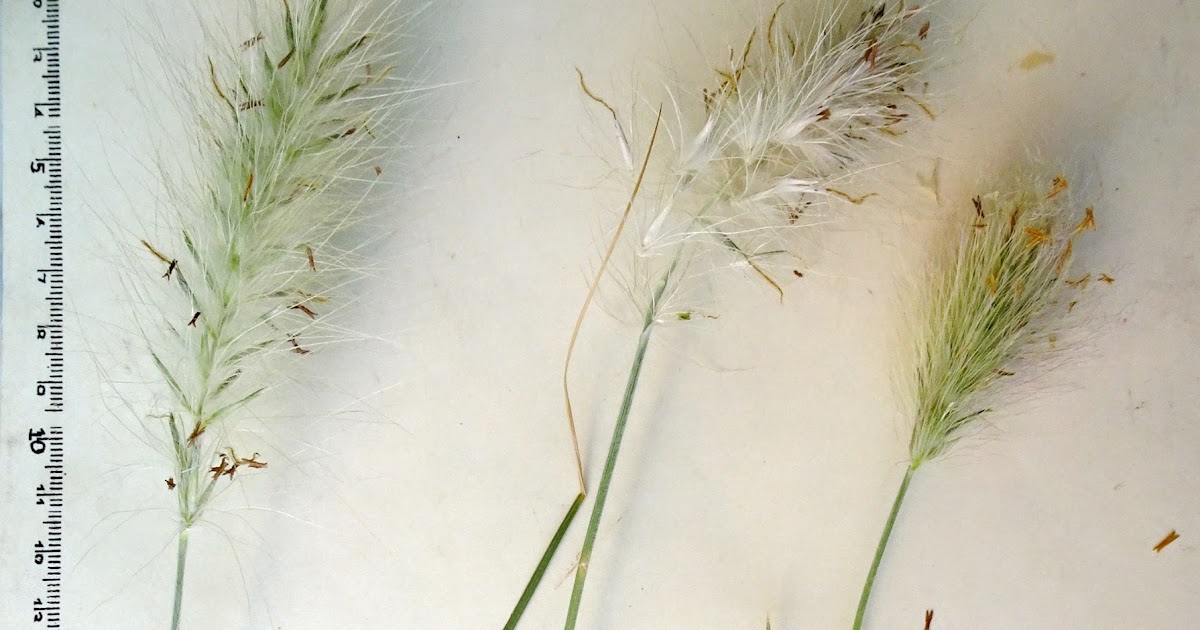 HERBARIO VIRTUAL DE BANYERES DE MARIOLA Y ALICANTE: Pennisetum villosum ...