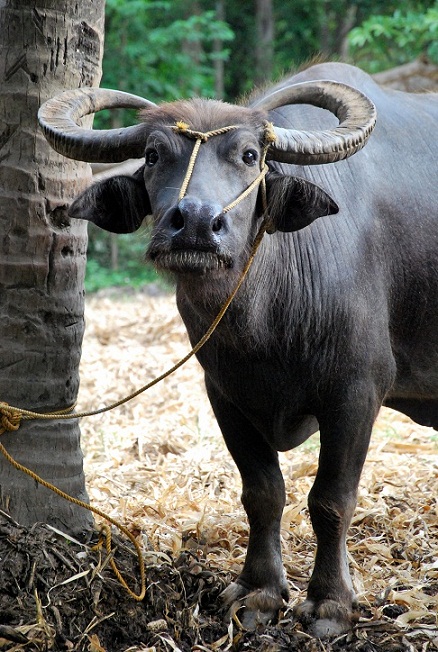 Animal Destination: Kalabaw