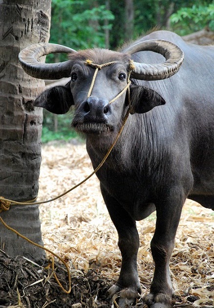 Animal Destination: Kalabaw