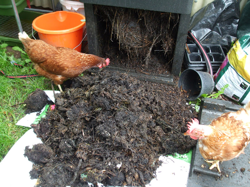 The Compost Bin: Hot Bin trial after 4 weeks - first sight behind the ...
