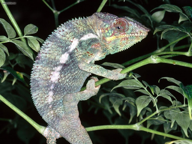 Beautiful and colorful Panther Chameleon pictures | Amazing Creatures