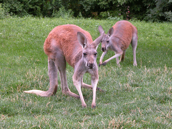 Red Kangaroo