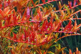 PASANDO PAGINA: RAICES PLANTAS ACUATICAS y LAS ESPECIES ¡¡¡¡ Para Ti ...