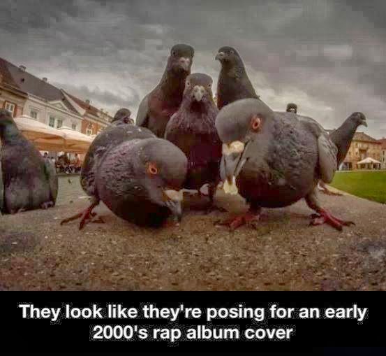 Take a buzz: La nouvelles pochette d'album du groupe de rap des pigeons