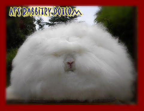 AFS PetShop : Spesies – spesies Arnab