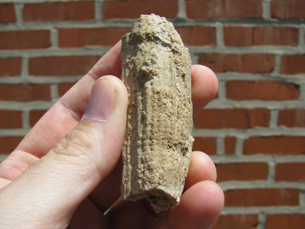 Views of the Mahantango: More Rudists from France