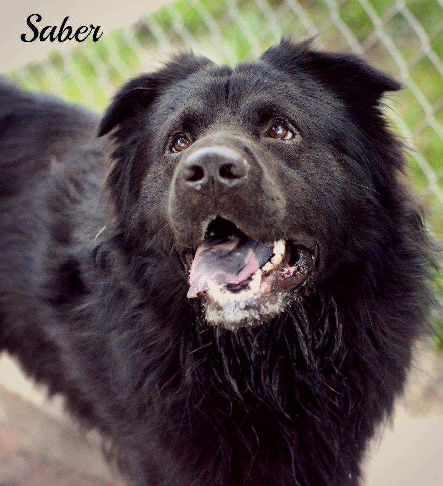 MAIMO AND ZOOLOGY: The Saber Dog