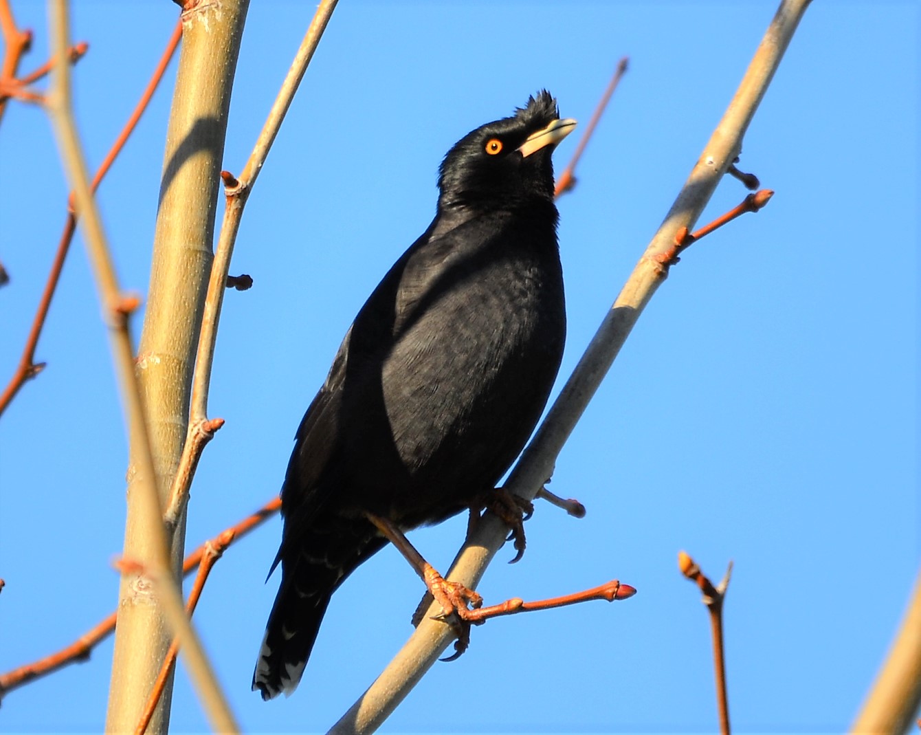 Imagens da vida animal: Mainá-de-crista (Acridotheres cristatellus)